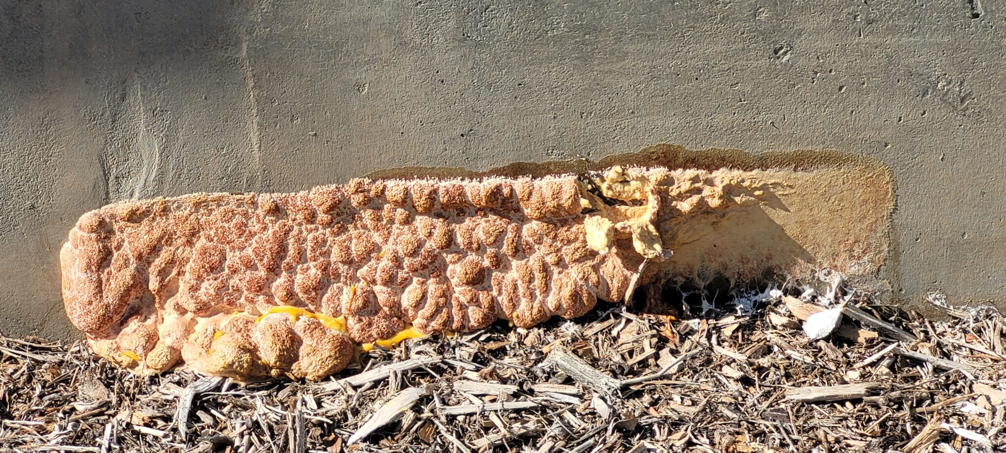 Understanding Dog Vomit Mold: A Guide to the Unpleasant but Harmless Slime