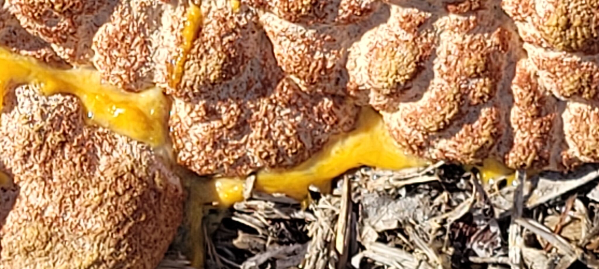 Understanding Dog Vomit Mold: A Guide to the Unpleasant but Harmless Slime